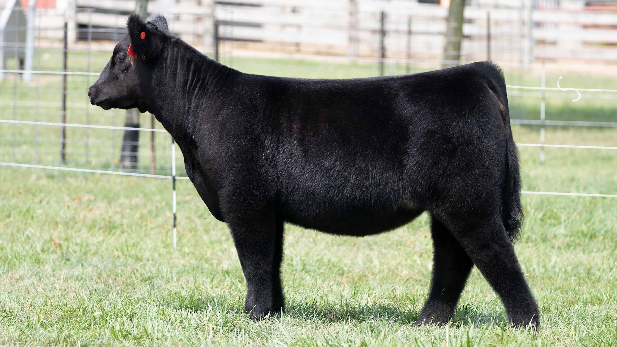 RCC Blog: Goettemoeller Show Cattle