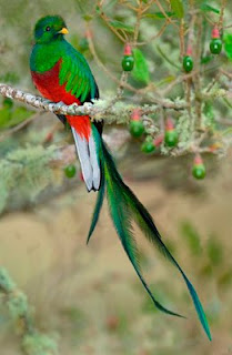 Gringo Central San Ramon: Meet Up Event: See the Resplendent Quetzales!