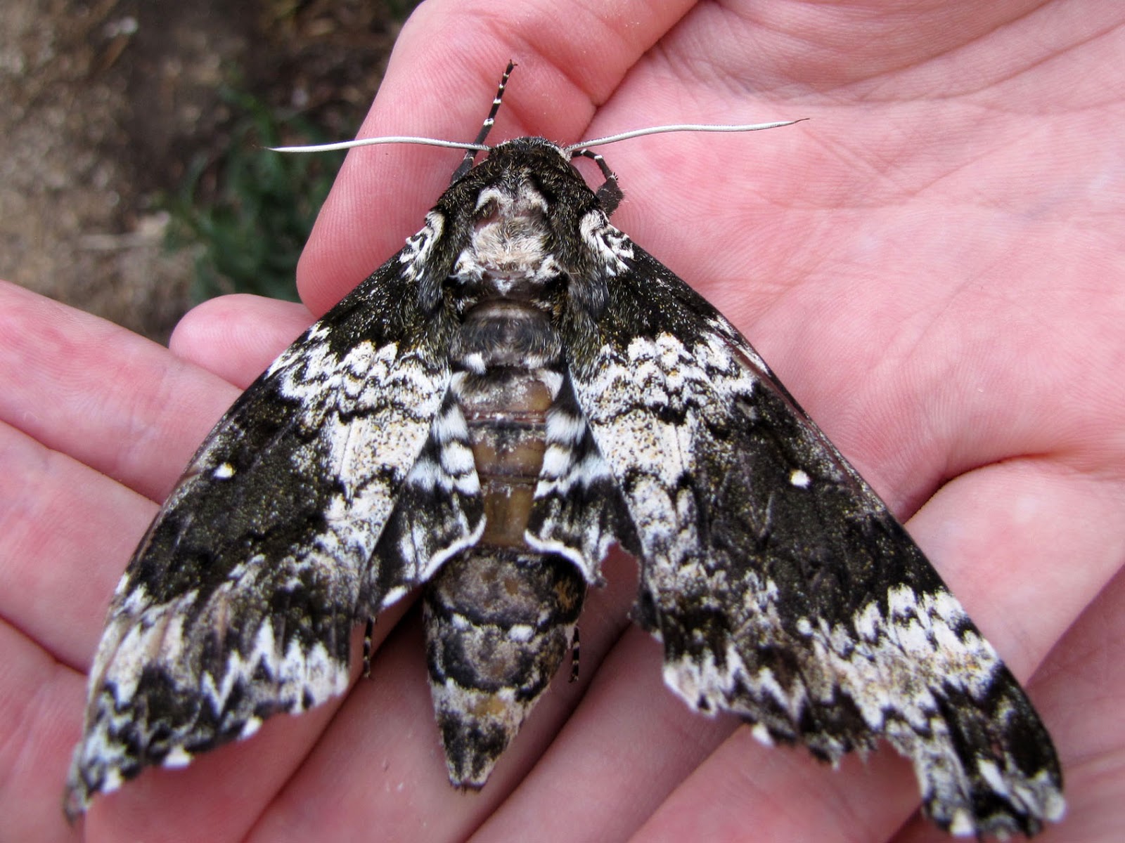 Desert Colors: Hornworms and Hawkmoths