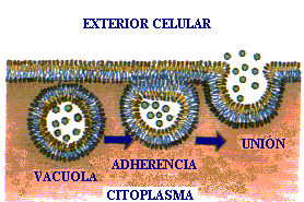 BIOLOGÍA GENERAL: TRANSPORTE A TRAVÉS DE MEMBRANAS.