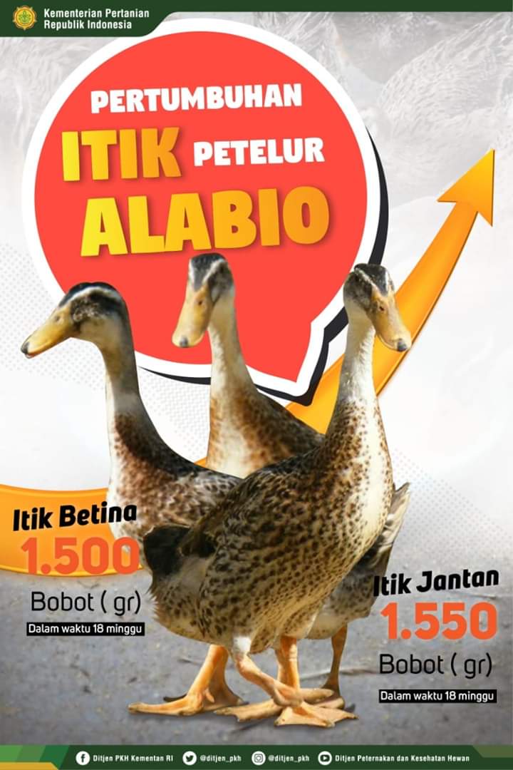 Dinas Peternakan dan Kesehatan Hewan Kab. Sumba Barat Daya: Itik Alabio ...