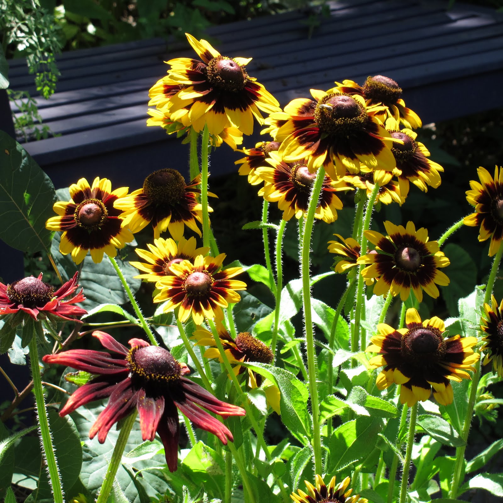 clay and limestone: Glorious Gloriosa Daisy