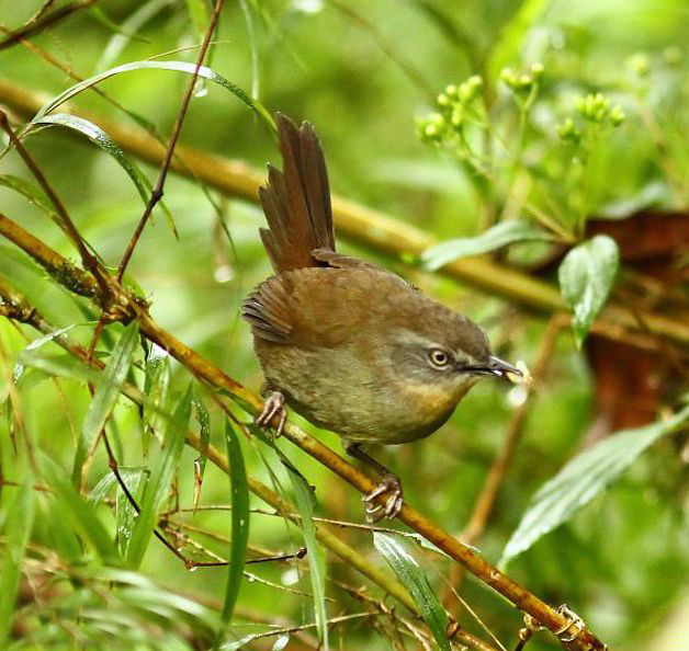 Sri Lankan Endemic Birds: Kandu Hambu Kurulla - Sri Lanka Bush Warbler ...
