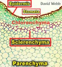 Angiosperm Cross Section Tissue
