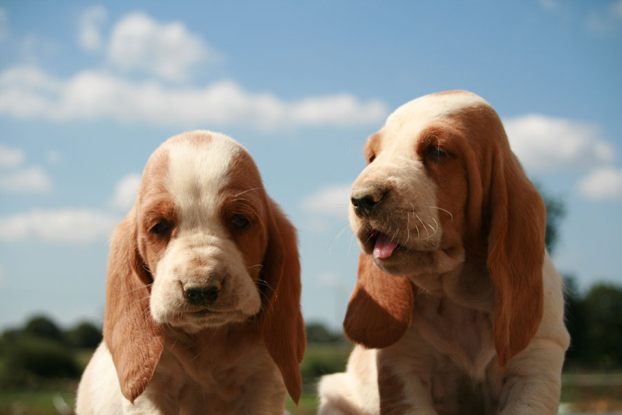 Mundo Perruno: Basset Hound