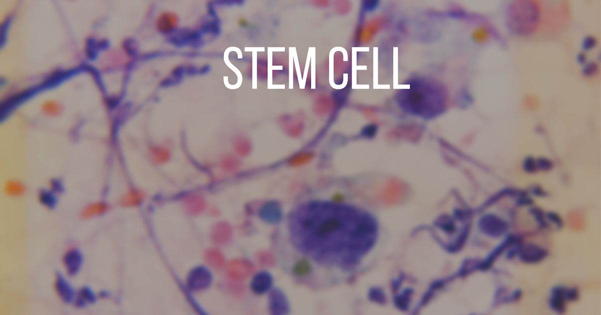 Stem Cell and Potency of Stem Cell with their Types and Examples