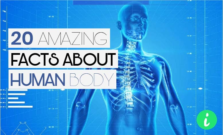 Human Body Facts: 20 Facts About The Human Body - InfoHifi