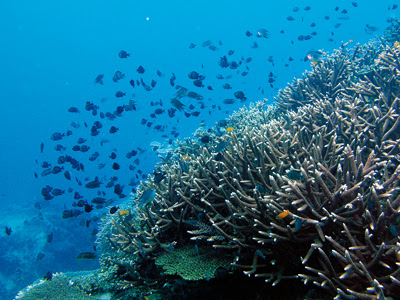 The Coral Reefs of Southeast Asia: The Coral Triangle