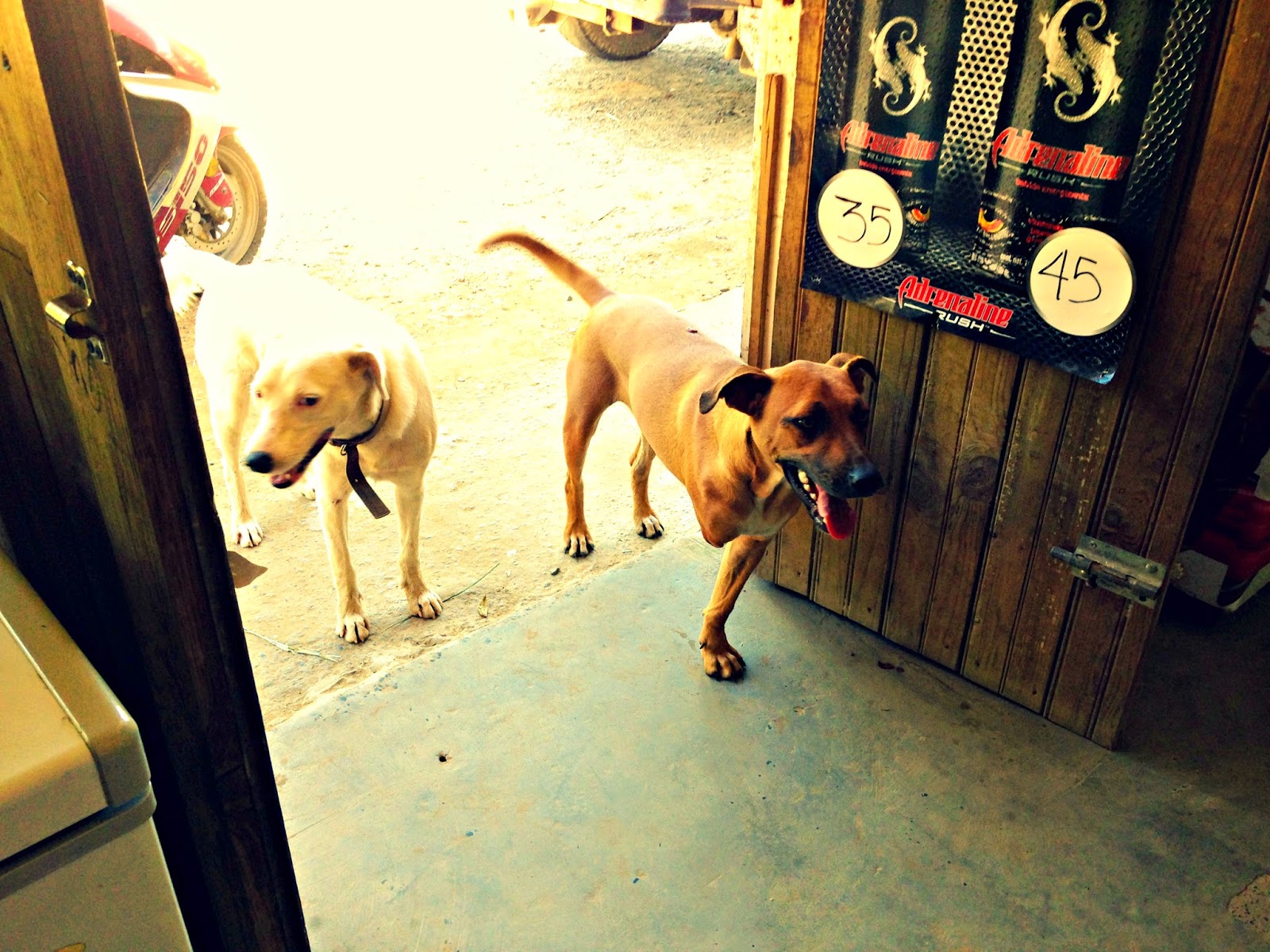 What I Learned In Roatan Honduras: Dogs on Roatan