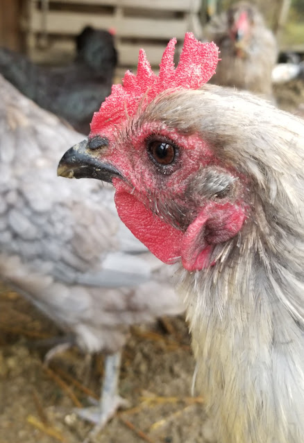 What Can my Chickens Comb Color Tell Me? - Fresh Eggs Daily® with Lisa ...