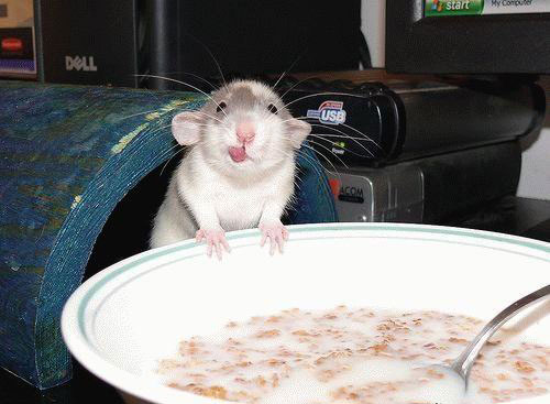 Funny Animal Eating | Amazing Creatures