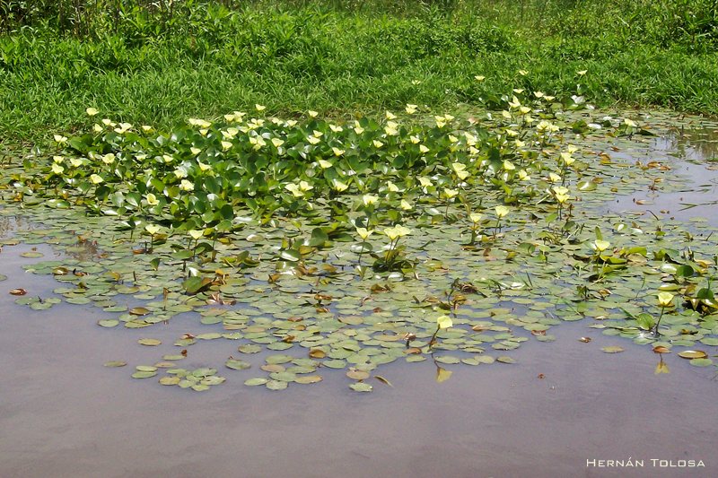 La diseminación de las semillas