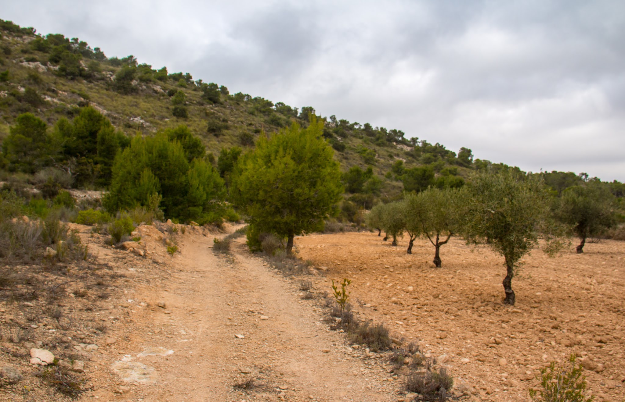 RUTA CIRCULAR AL CERRO DEL AGUDO DESDE BARBARROJA.