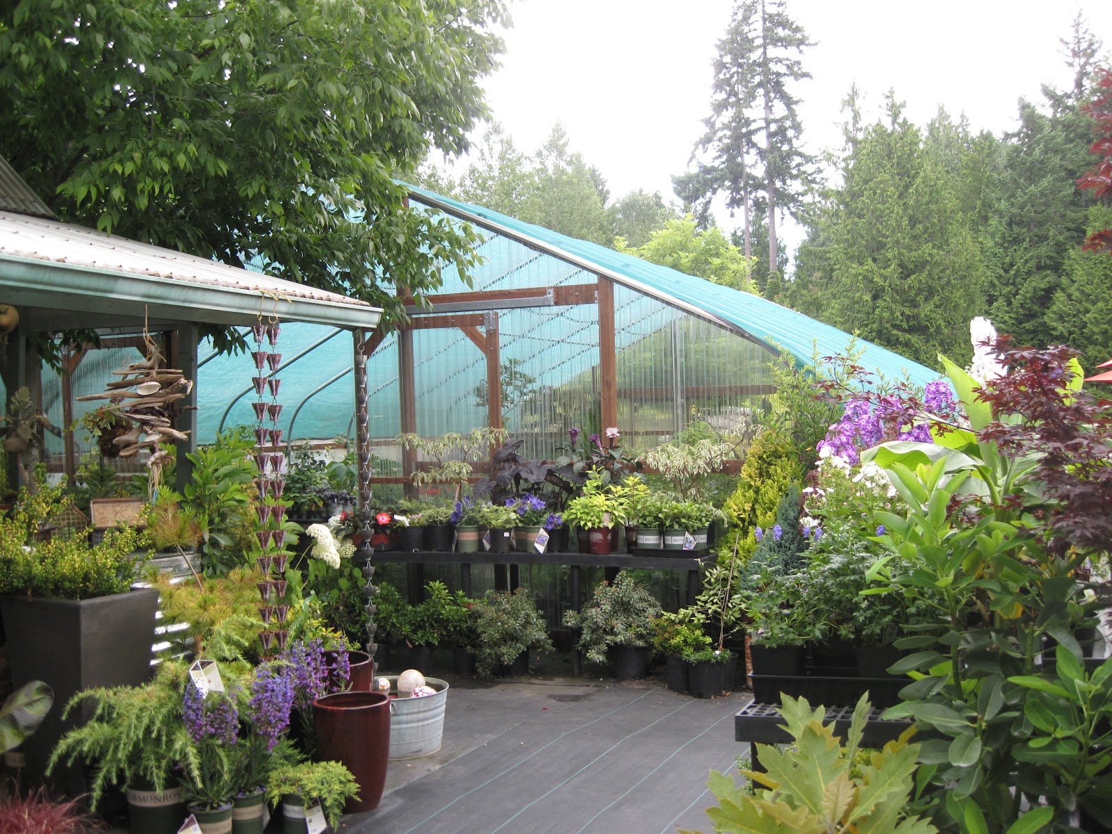 Bonney Lassie: A Visit to Dragonfly Farms Nursery
