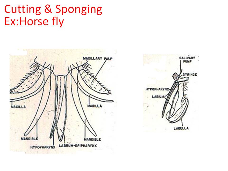 Insect Mouthpart and its modifications