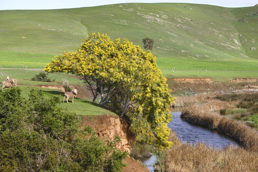 Second Chance Images: Wattle tree South Australia