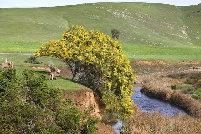 Second Chance Images: Wattle tree South Australia
