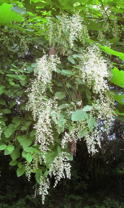 Weeding on the Wild Side: Wildflower Wednesday June 25, 2014