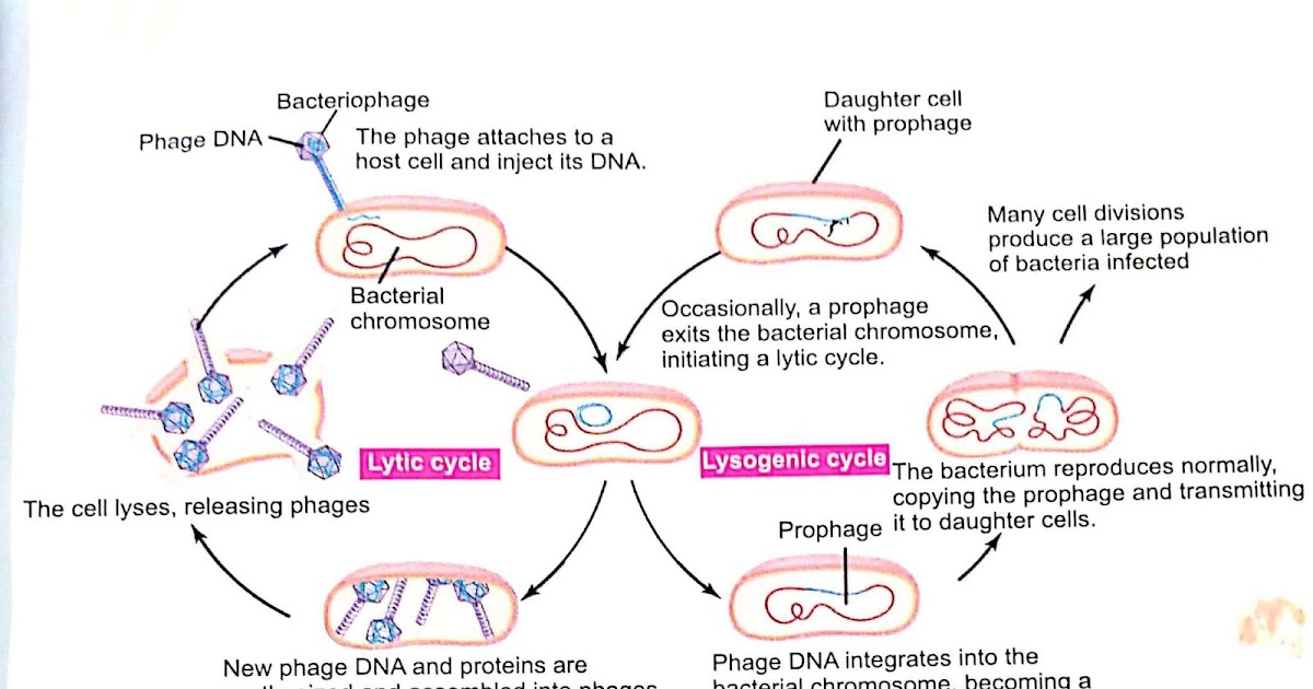Virus multiplication cycle + 40 facts about virus