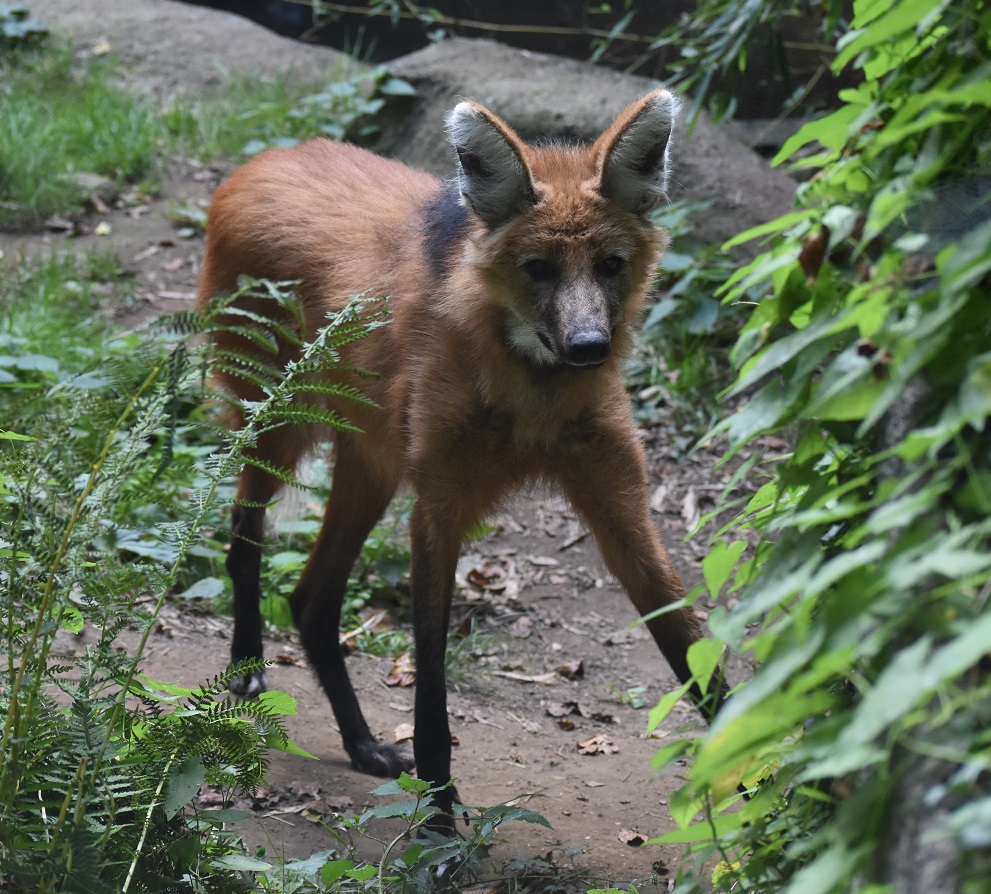 ZOOTOGRAFIANDO (6.100 ANIMALS): LOBO DE CRIN / MANED WOLF (Chrysocyon ...