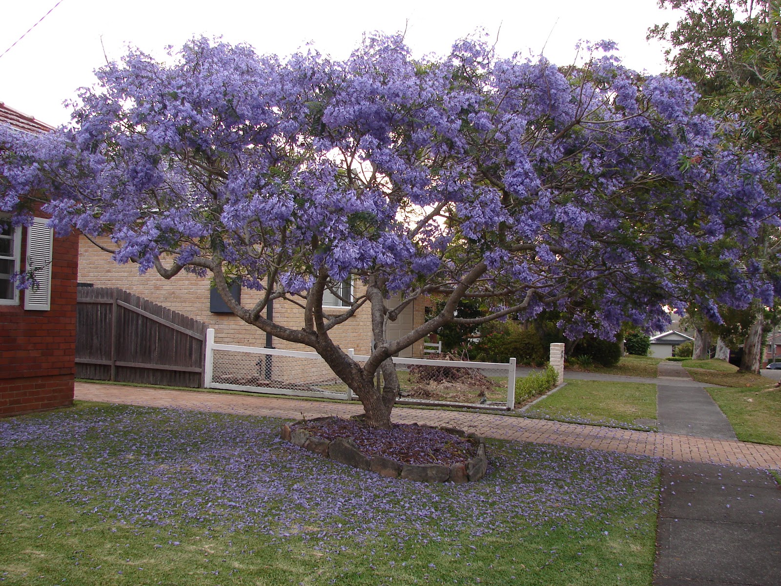 Yvonne W Designs: Jacaranda time and a day with a blogging friend