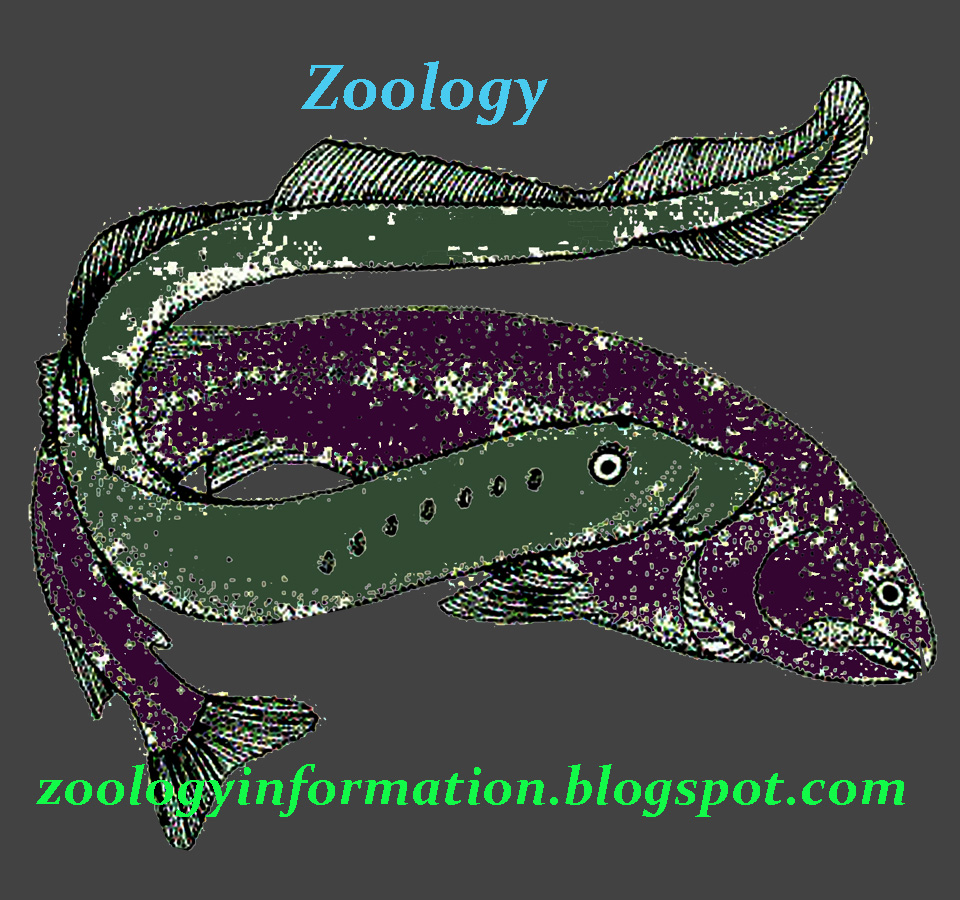 Agnatha : Class of Vertibbrata (Chordata) Description with photos.