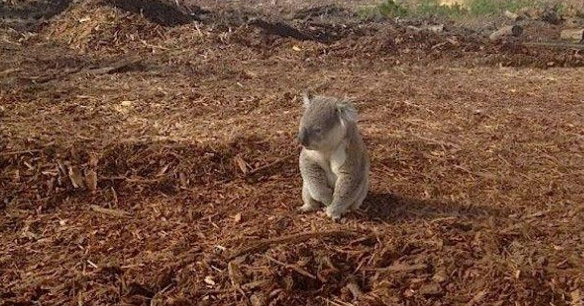 Shocking Pictures Of A Confused Koala After Finding Out Its Home Has ...
