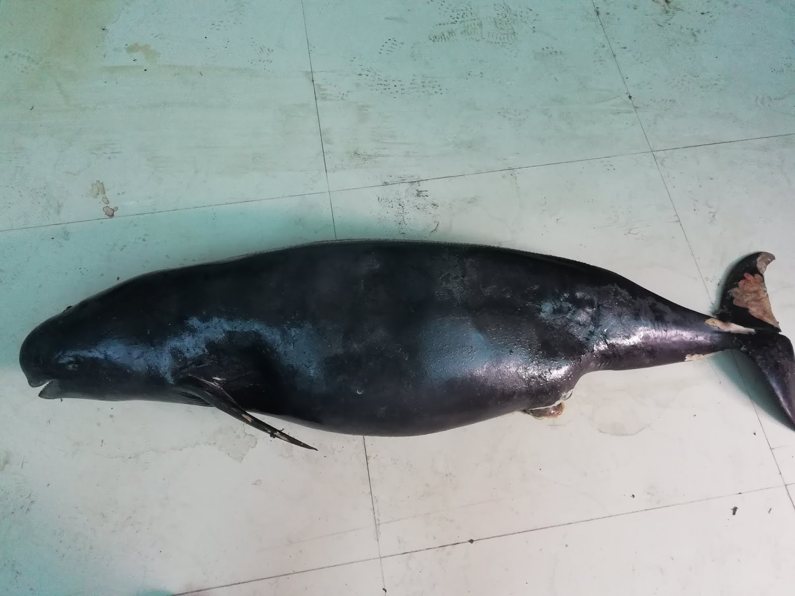 Finless Porpoise (Neophocaena phocaenoides) ~ Aquatic Mammals Blog