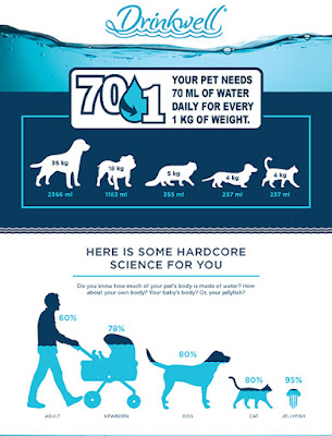 8 Tips to Keep Pets Cool & Hydrated | Australian Dog Lover