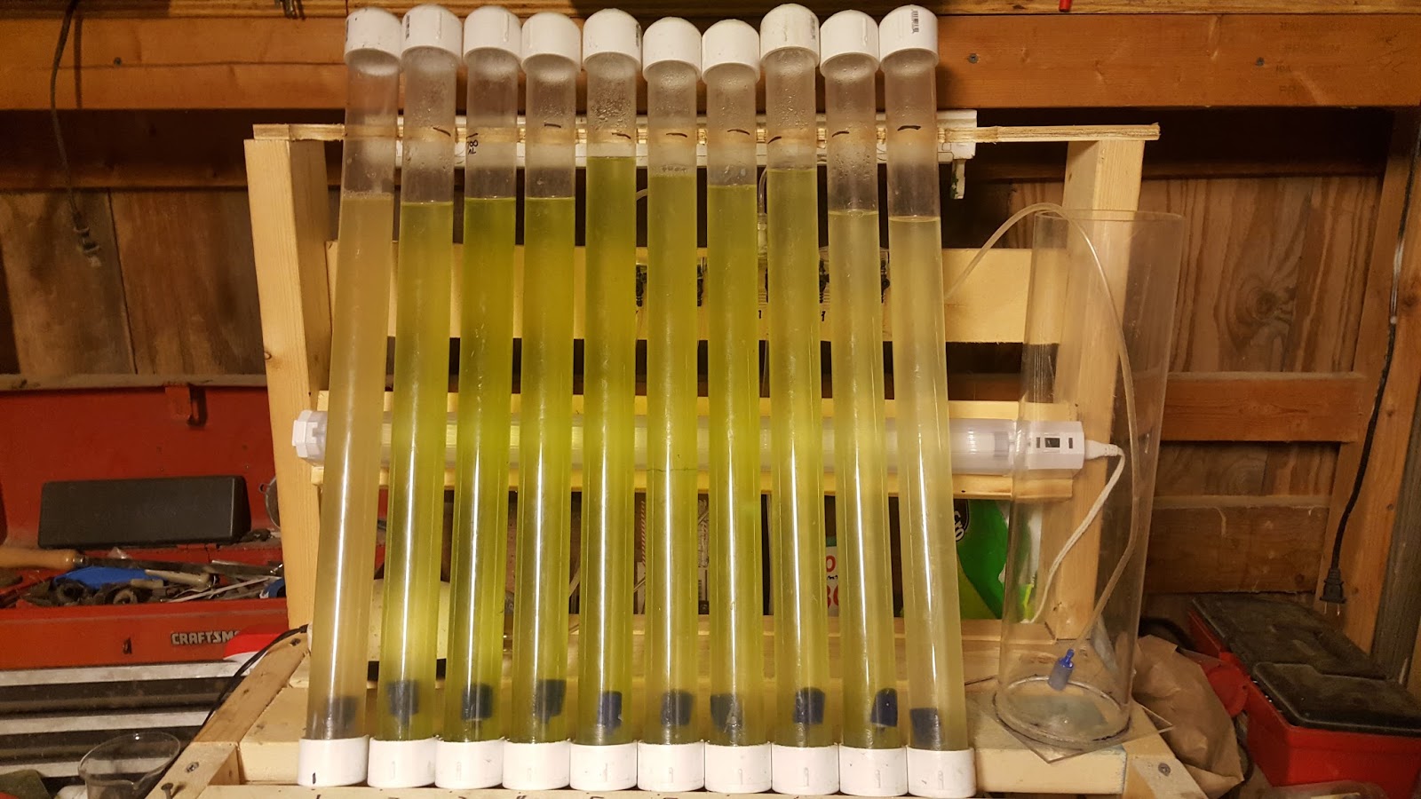 Amateur Algae culturing and cultivation : My first ALGAE PBR ...