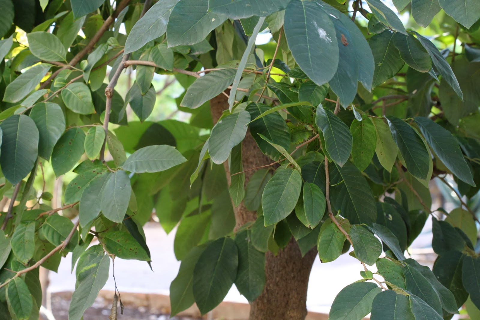 EL BLOG DE CHICHO: ANNONA CHERIMOLA. chirimoya o chirimoyo.