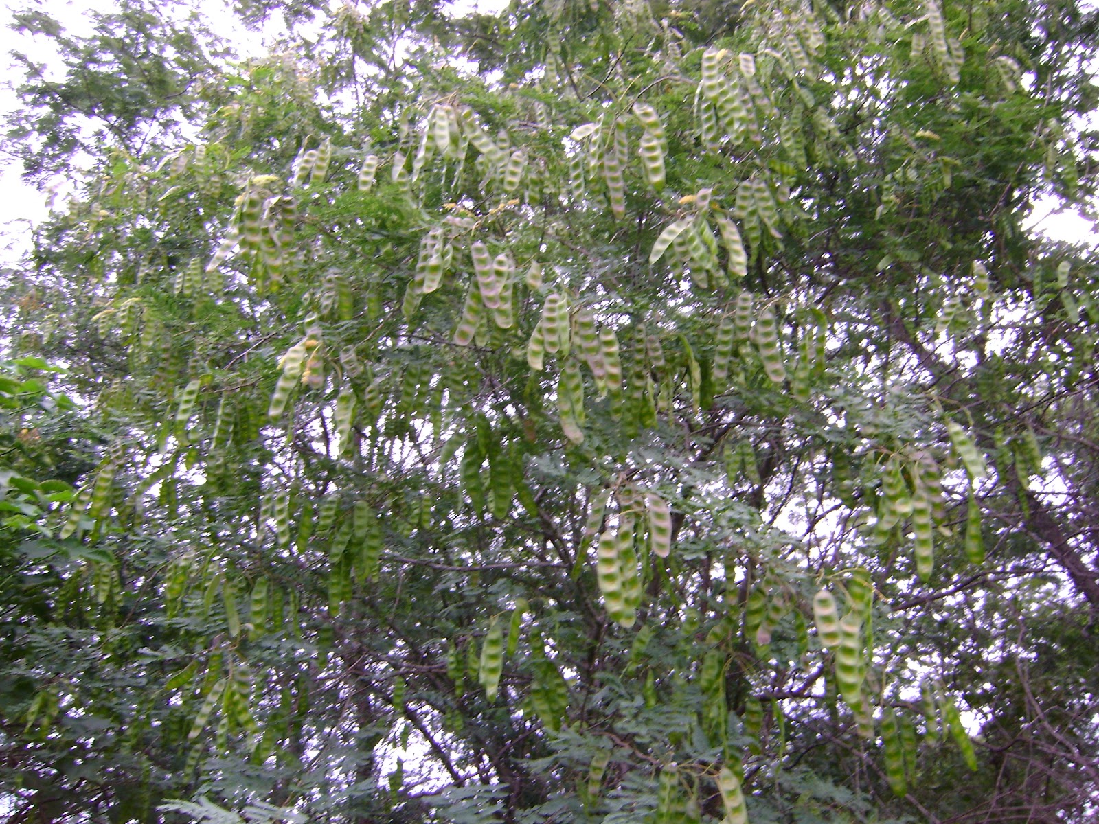 Vale Viva Verde: Árvore Jurema Branca