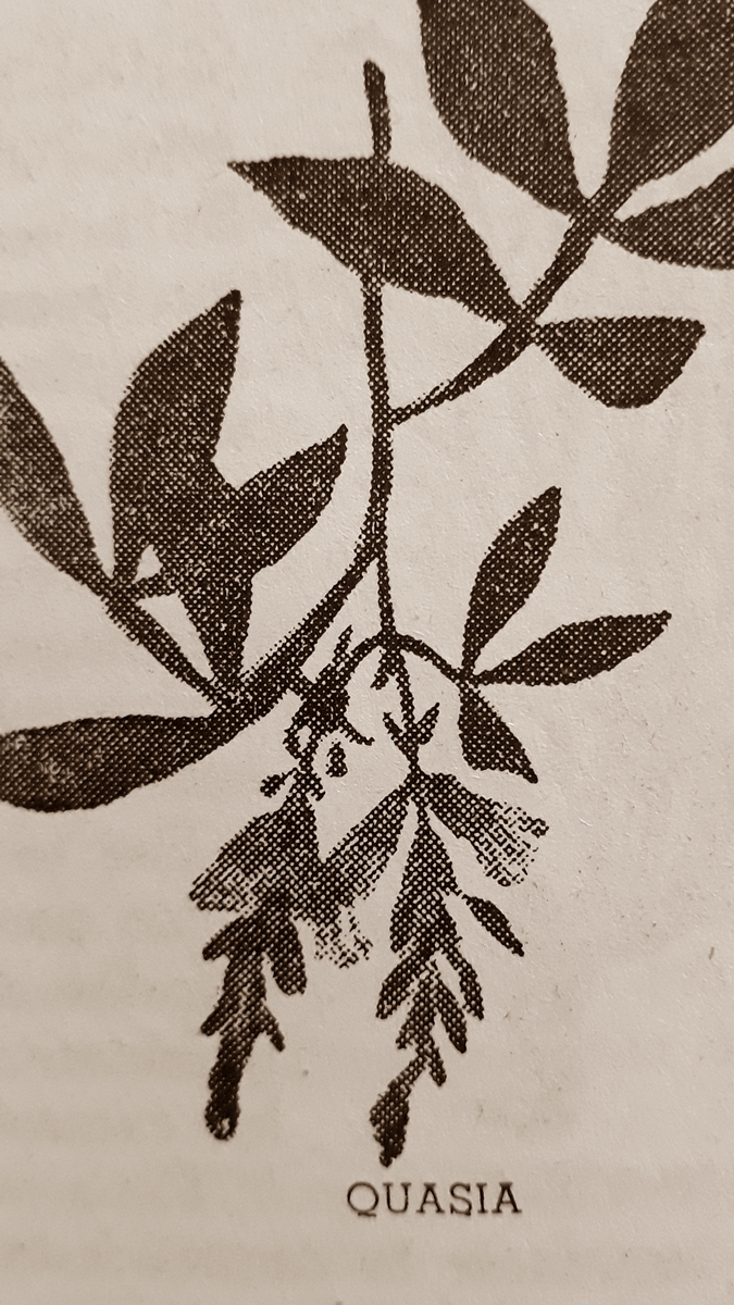 PLANTAS MEDICINALES A TU SALUD