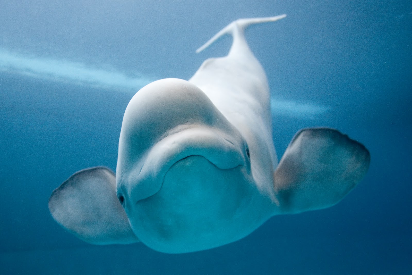 Animal Unique: Beluga Whale