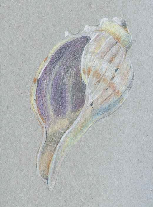 Rocky Mountain Society of Botanical Artists: Drawing a Day Kicks Off Today!