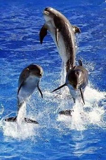 Dla każdego: DELFINY