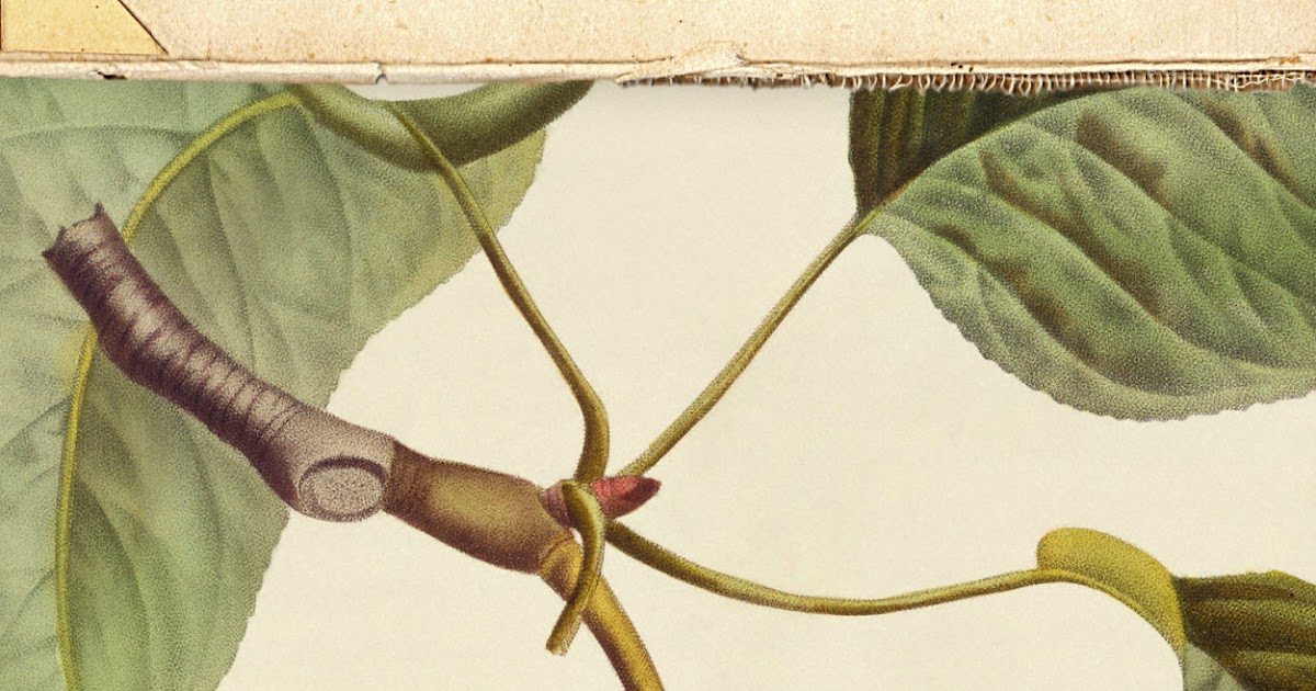 Club de Lectura "Dante", Cieza: "Rosa candida", de Auður Ava ...