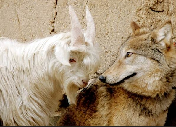 White Wolf : A wolf and a goat have become unlikely best friends in ...