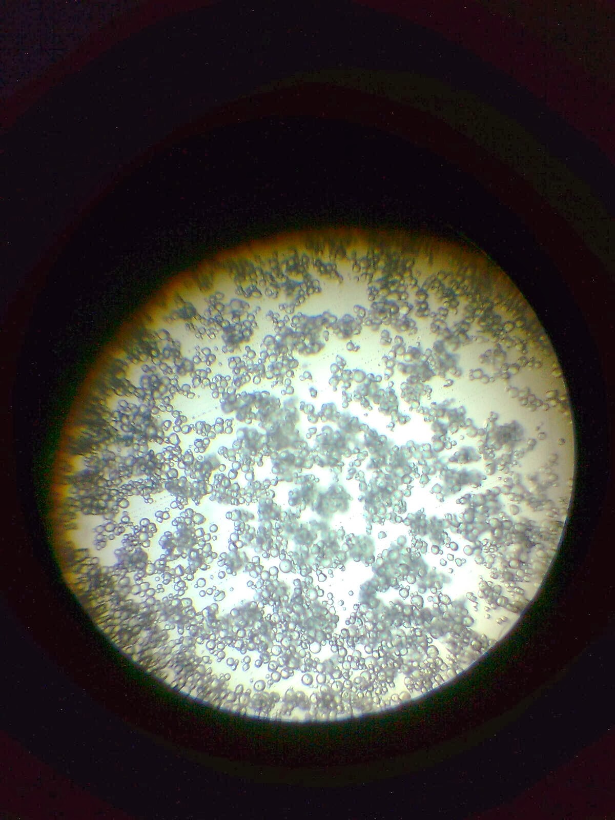 Mikroskopi Amylum ~ Welcome Directioners!!