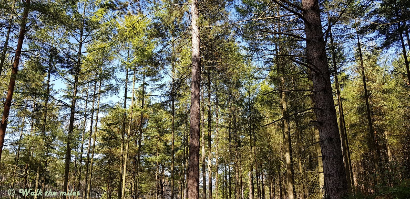 Walk the miles: Winterfold Forest