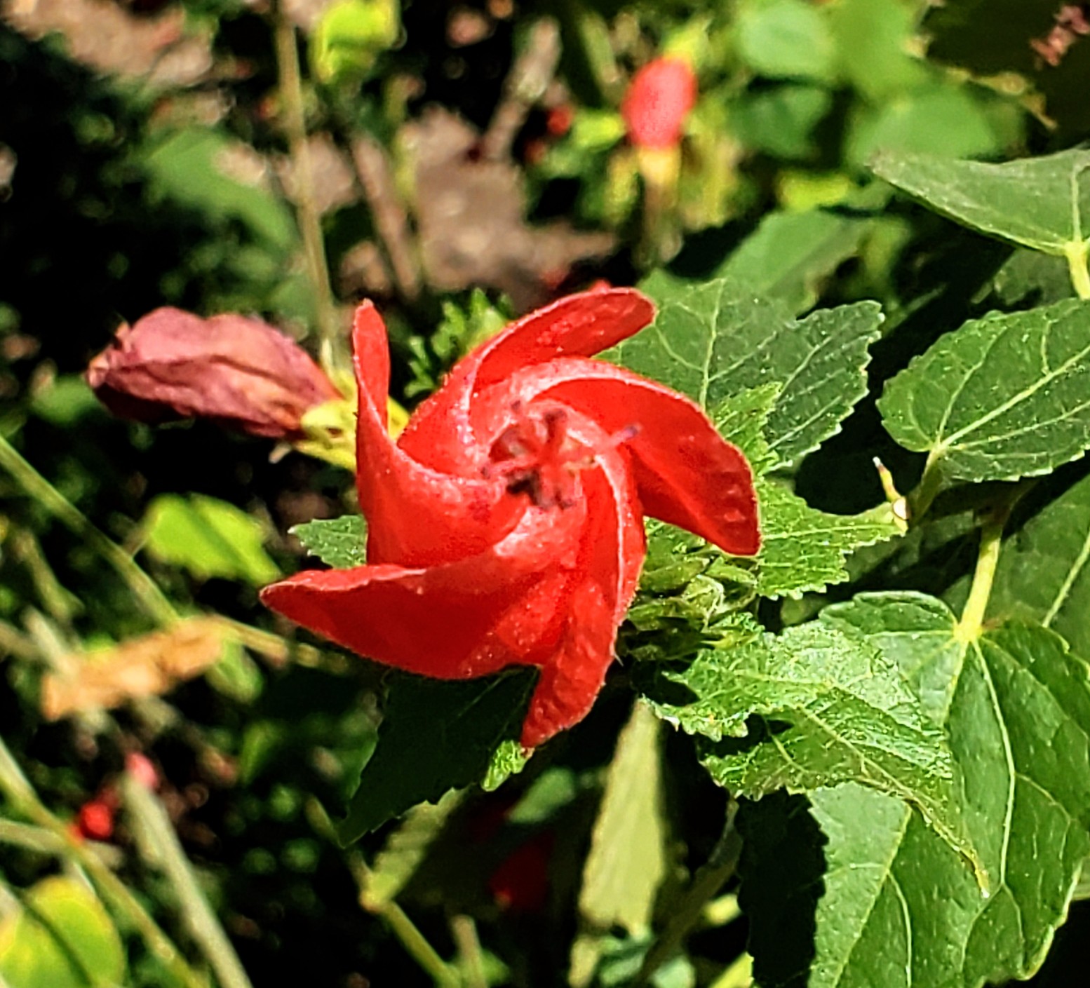 Cuphea Micropetala Red Turk Cap