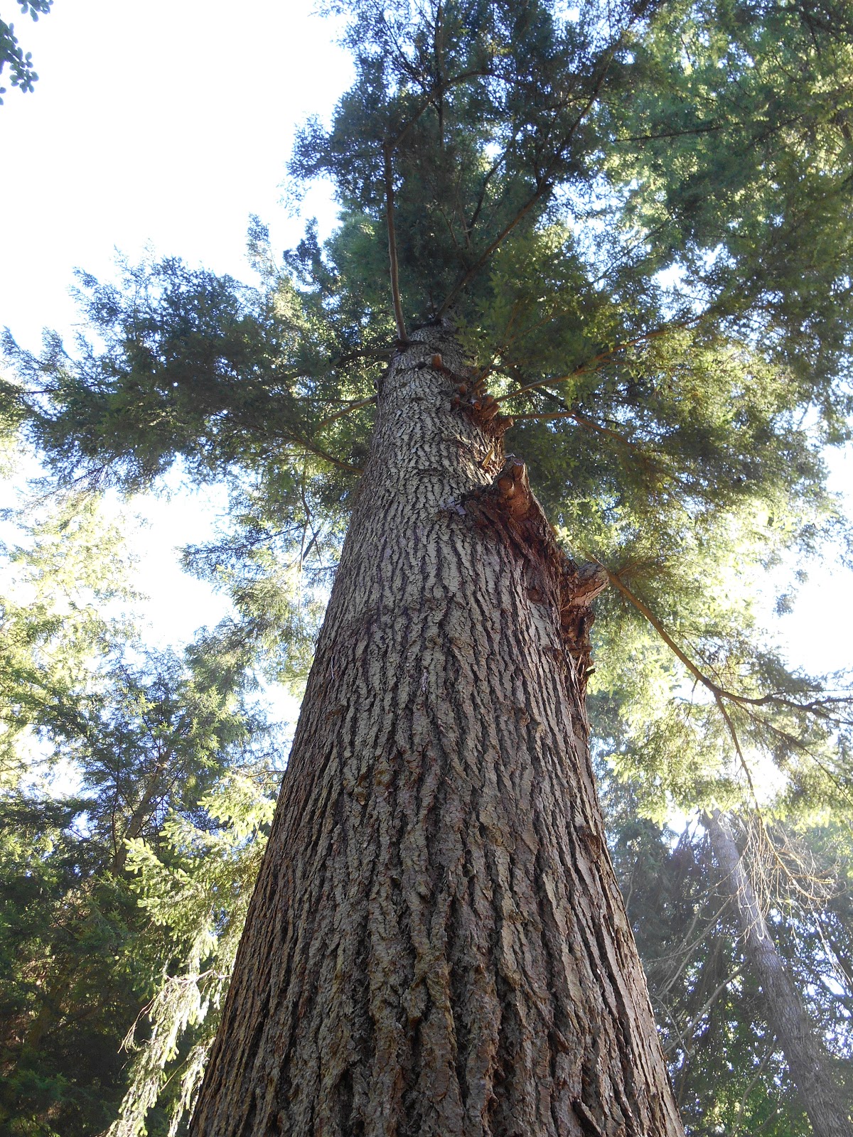 Off the Beaten Track in Somerset: Tenacious Trees: Dunster Douglas, the ...