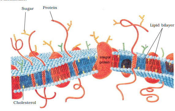 Structure and Function of Mitochondria and Cell Membrane | Escience zone