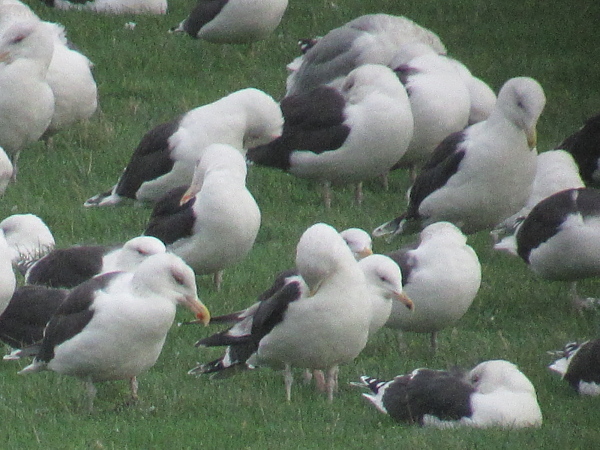 birding never sleeps: Caspian Gull in the Cuckmere