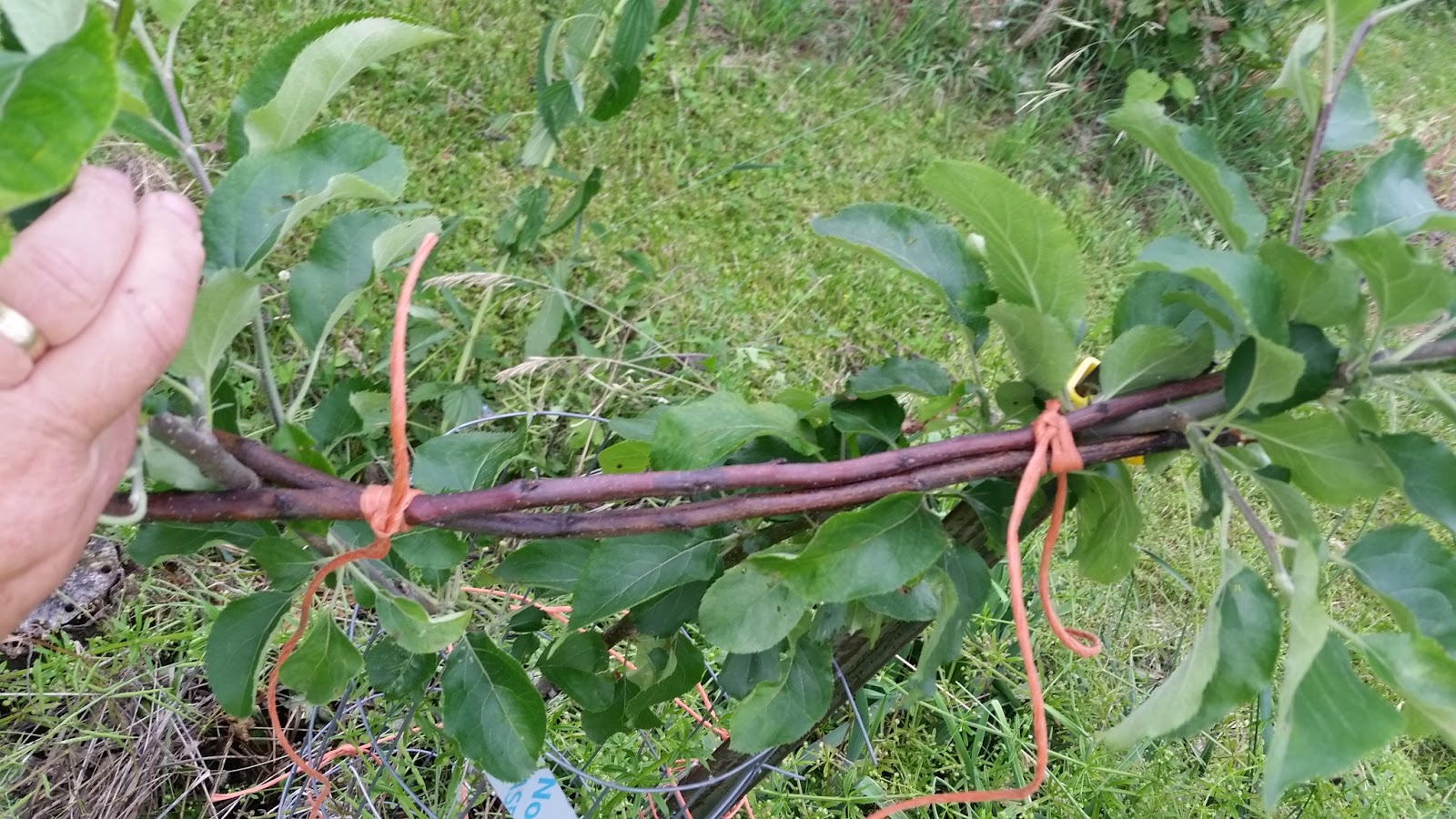 Eaton Rapids Joe: Spreading branches