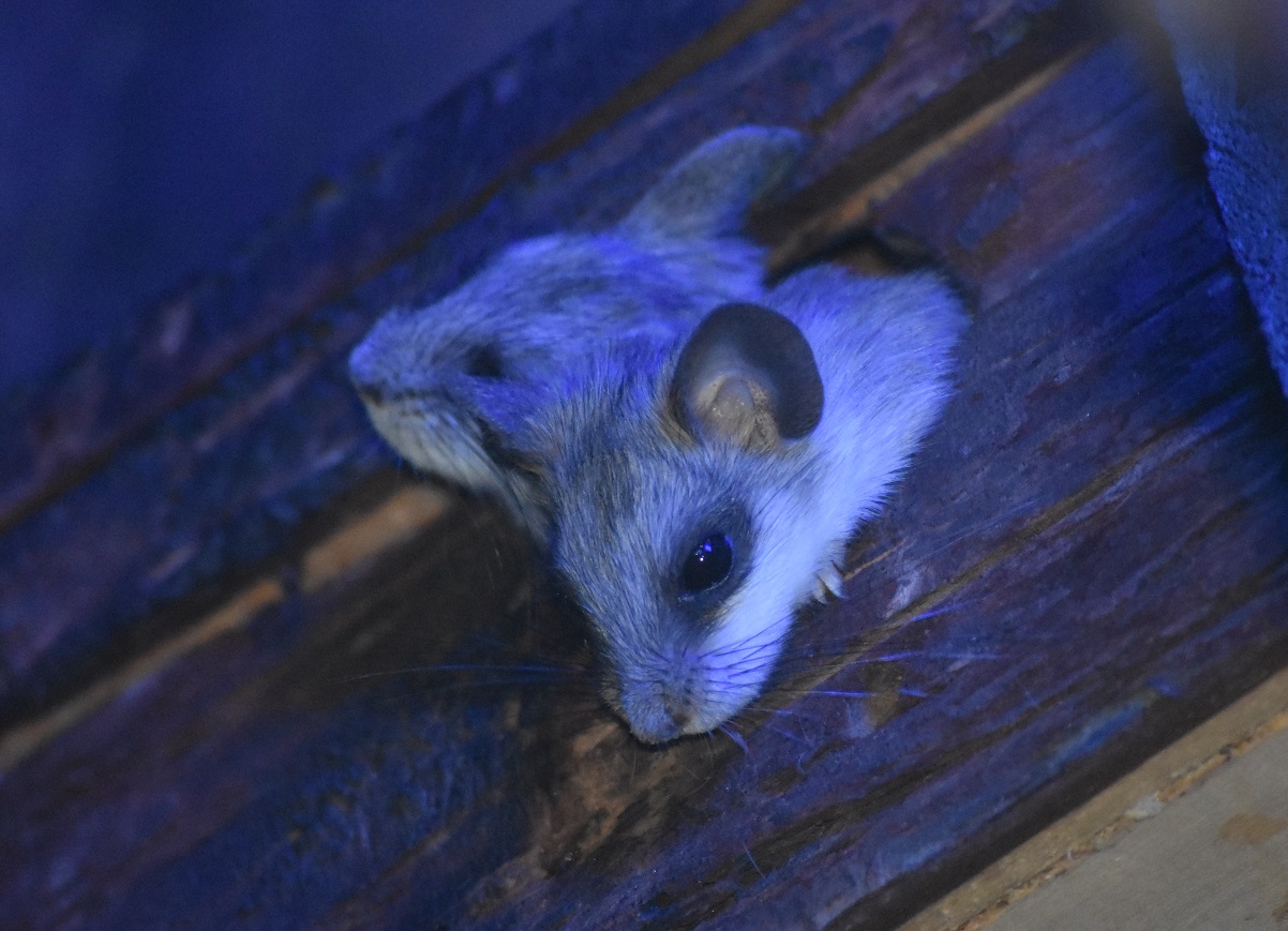 ZOOTOGRAFIANDO (6.100 ANIMALS): RATA ARBORÍCOLA DE COLA NEGRA / BLACK ...