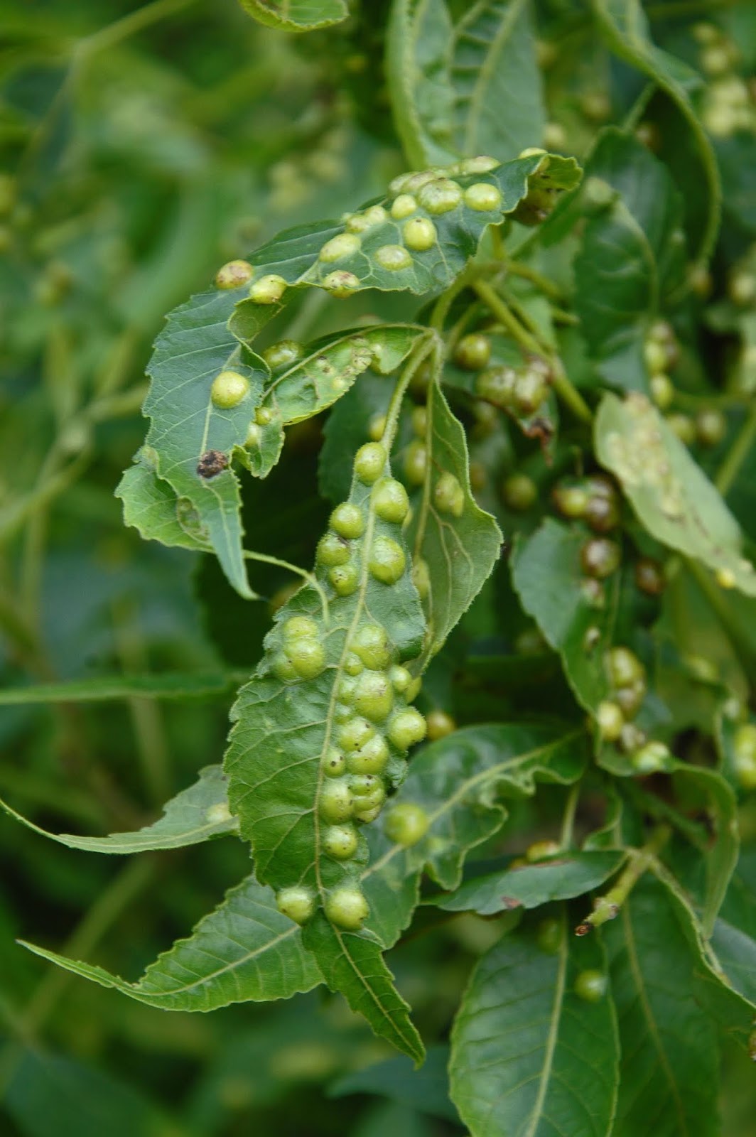 Northern Pecans: A bad case of pecan leaf phylloxera