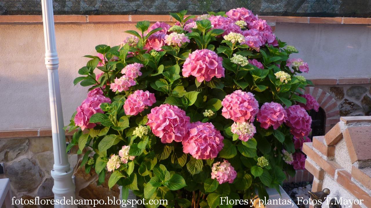 Flores y plantas silvestres: " Hydrangea macrophylla ". Hortensia.