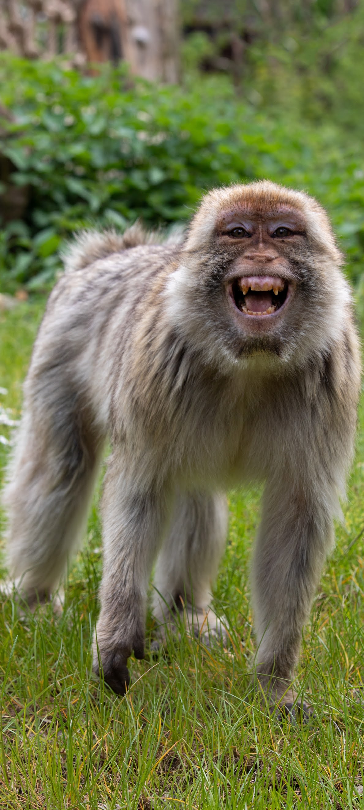 A barbary macaque clearly amused - About Wild Animals
