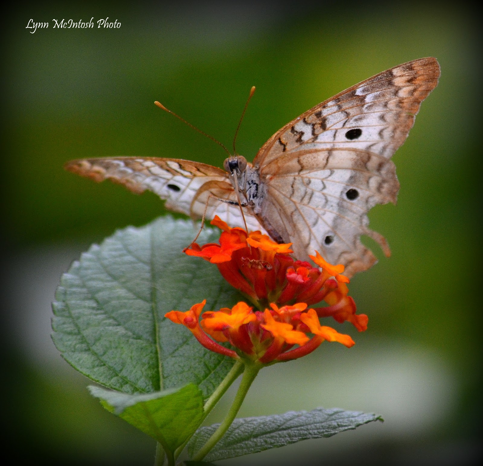 Southwest Florida Gardener: My Butterfly Friends